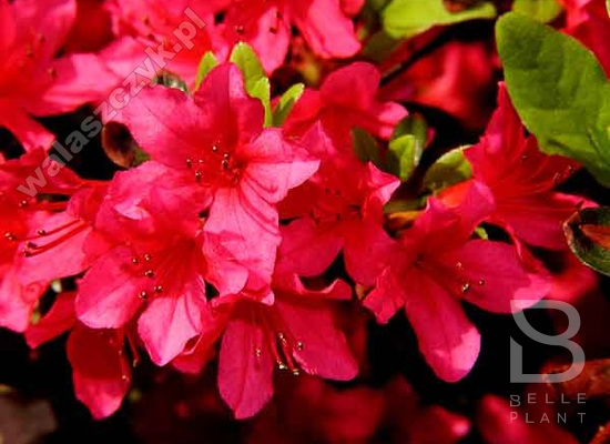 Rhododendron 'Toreador' - Belleplant