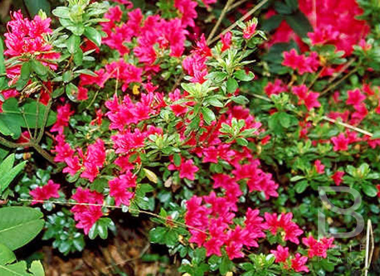Rhododendron 'Toreador' - Belleplant