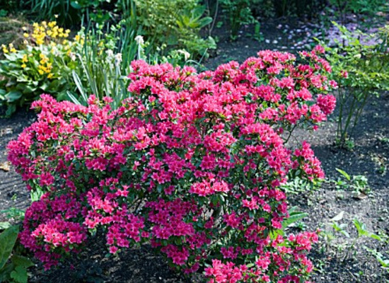 Rhododendron 'Toreador' - Belleplant
