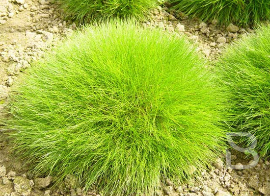 Festuca gautieri - Belleplant