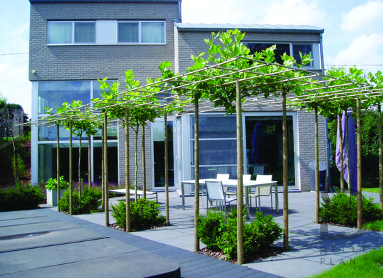 Platanus hispanica 'Alphen's Globe' Dakvorm - Belleplant