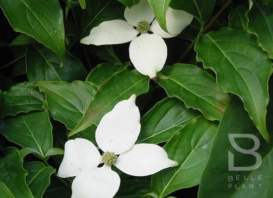 Cornus kousa 'Robert's Selectie' - Belleplant
